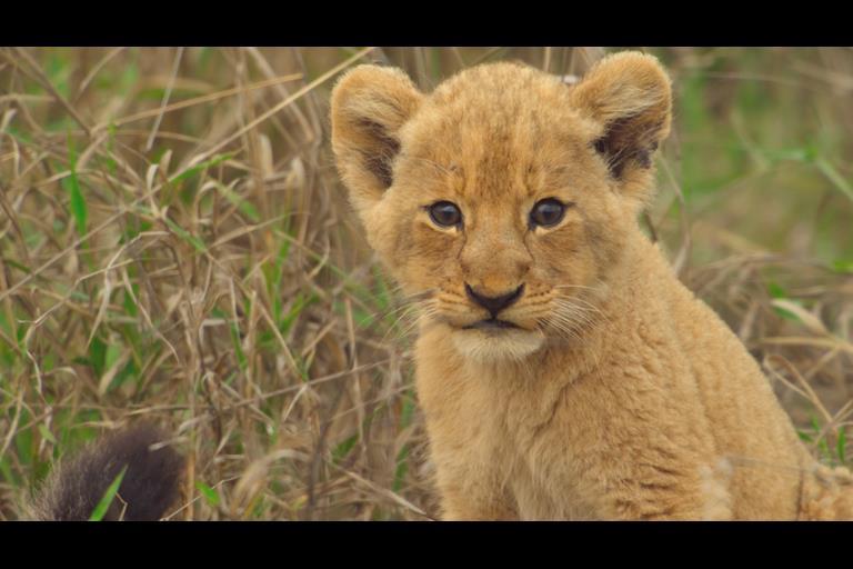 Post-production uncovered: Picture Shop on Wild Babies (Netflix) | News ...